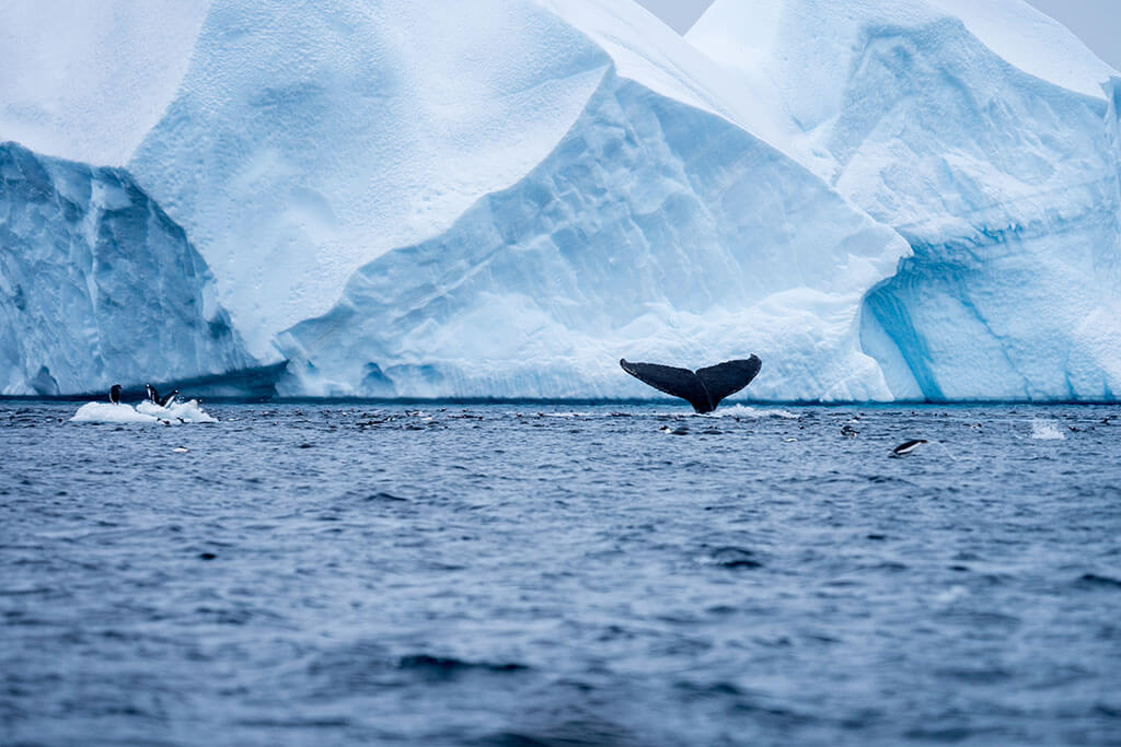 How to Travel to Antarctica: The Ultimate First-Timer’s Guide